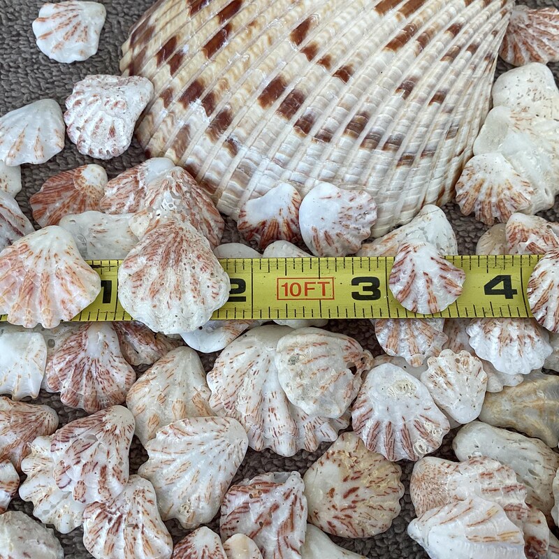 Bulk Seashells - Etsy
