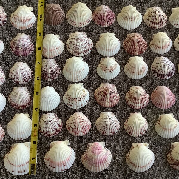 Bulk Seashells - Etsy
