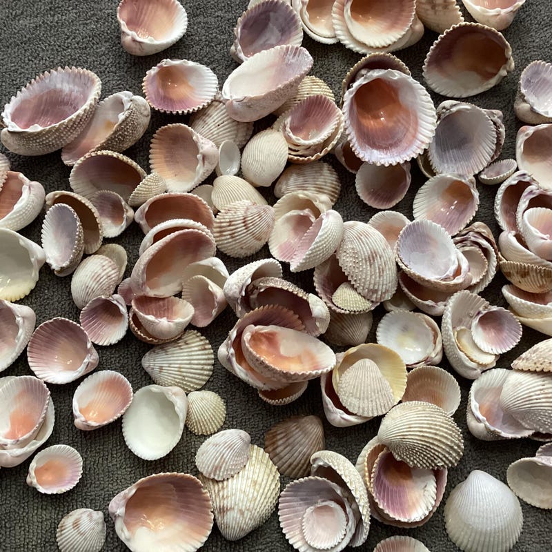 Bulk Seashells - Etsy