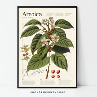 Coffee Botanical Print, Coffee Botanical Art Print, Coffee Bean ...