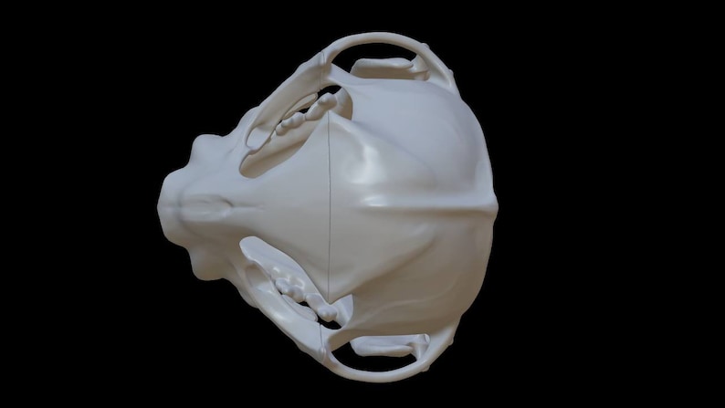 Skull Cat Fursuit Headbase ||| STL ||| - Etsy