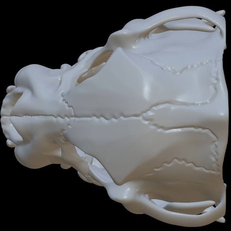 Skull Sabertooth/smilodon Fursuit Headbase STL - Etsy