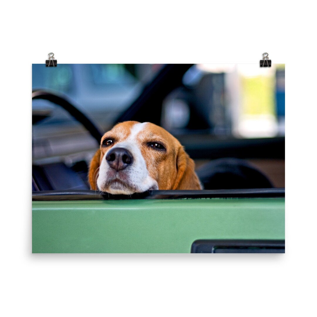 Cute Beagle Dog Poster Photo Wall Art Gift - Etsy