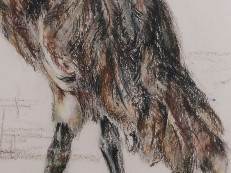 American Bittern, an Original Drawing Dated 1956, Signed, Framed, 23x19 ...