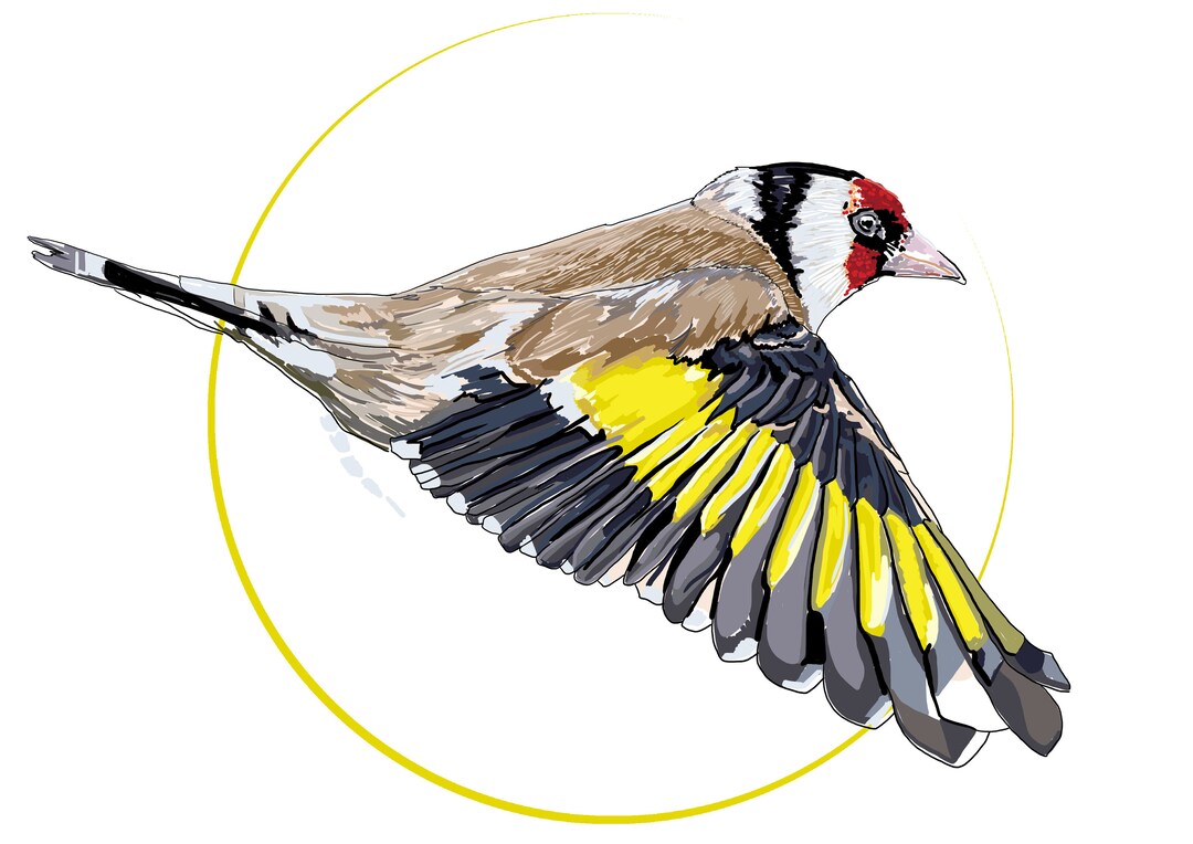 Goldfinch Digital Illustration Shelkybean Irish Garden Bird Halo - Etsy