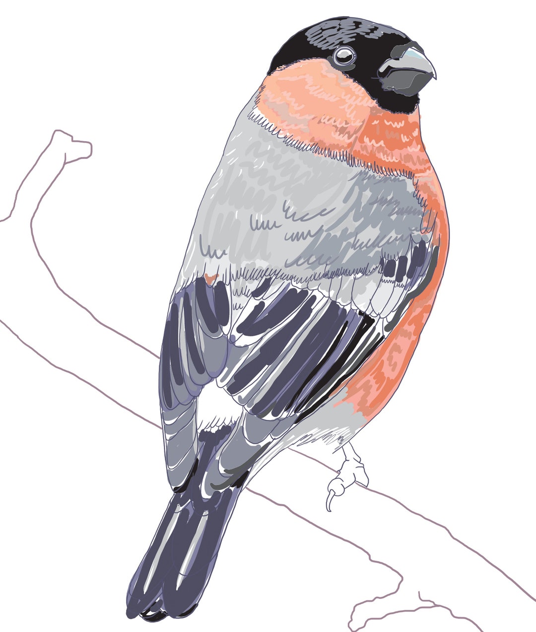 Bullfinch Shelkybean Digital Illustration Print Irish Bird Fauna Garden ...