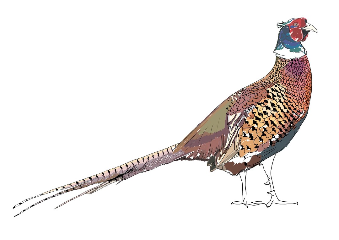 Pheasant Digital Illustration Shelkybean Irish Wild Bird - Etsy