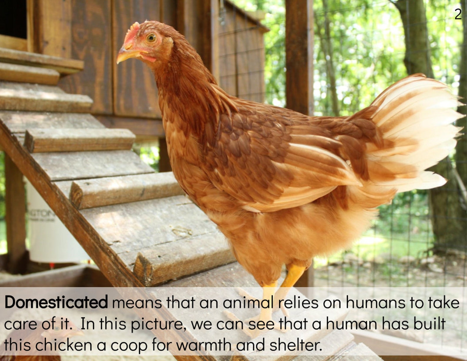 All About Chicks & Chickens: Digital Nonfiction Book for Children - Etsy