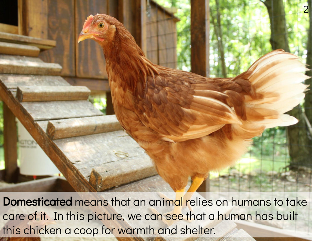 All About Chicks & Chickens: Digital Nonfiction Book for Children - Etsy