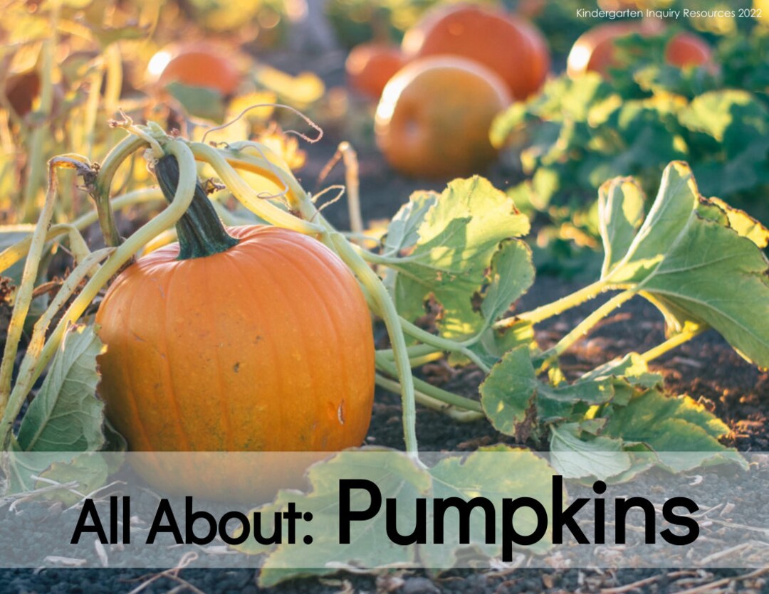 All About Pumpkins: Digital Nonfiction Book for Children - Etsy