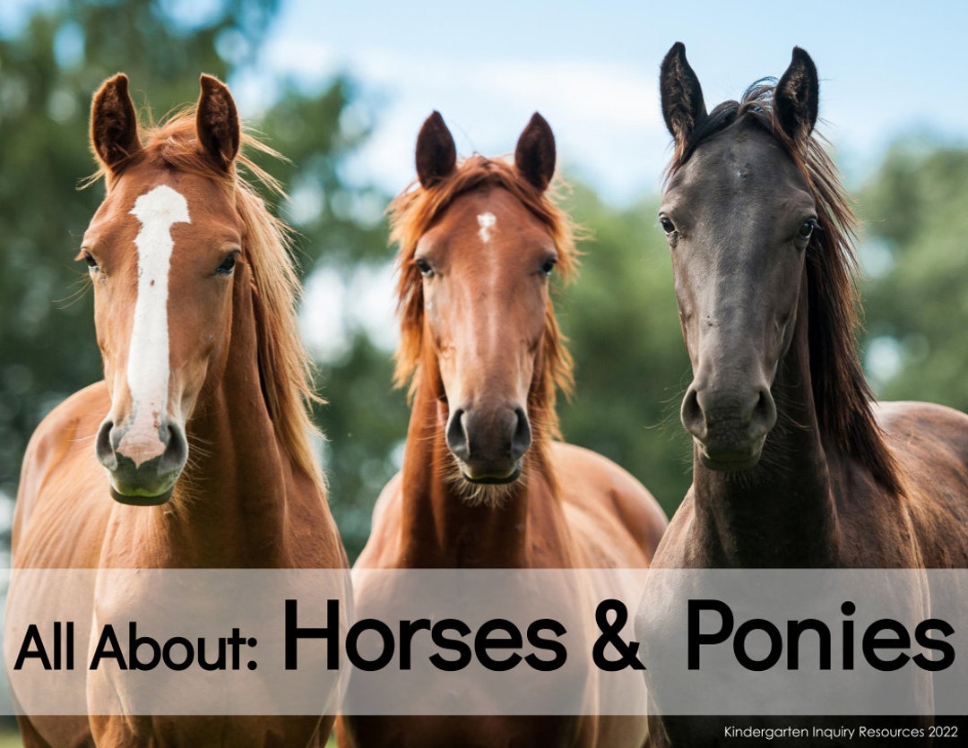 All About Horses & Ponies: Digital Nonfiction Book for Children - Etsy