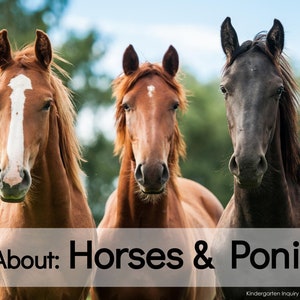 All About Horses & Ponies: Digital Nonfiction Book for Children - Etsy