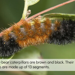 All About Woolly Bear Caterpillars: Digital Nonfiction Book for ...