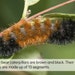 All About Woolly Bear Caterpillars: Digital Nonfiction Book for ...
