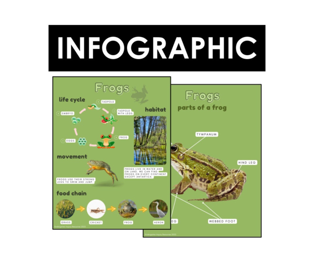 Frogs: Life Cycle & More | Early Reader Infographic - Etsy