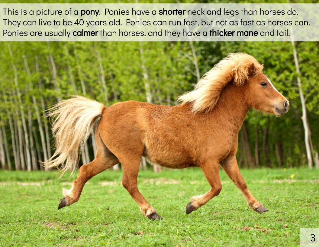 All About Horses & Ponies: Digital Nonfiction Book for Children - Etsy