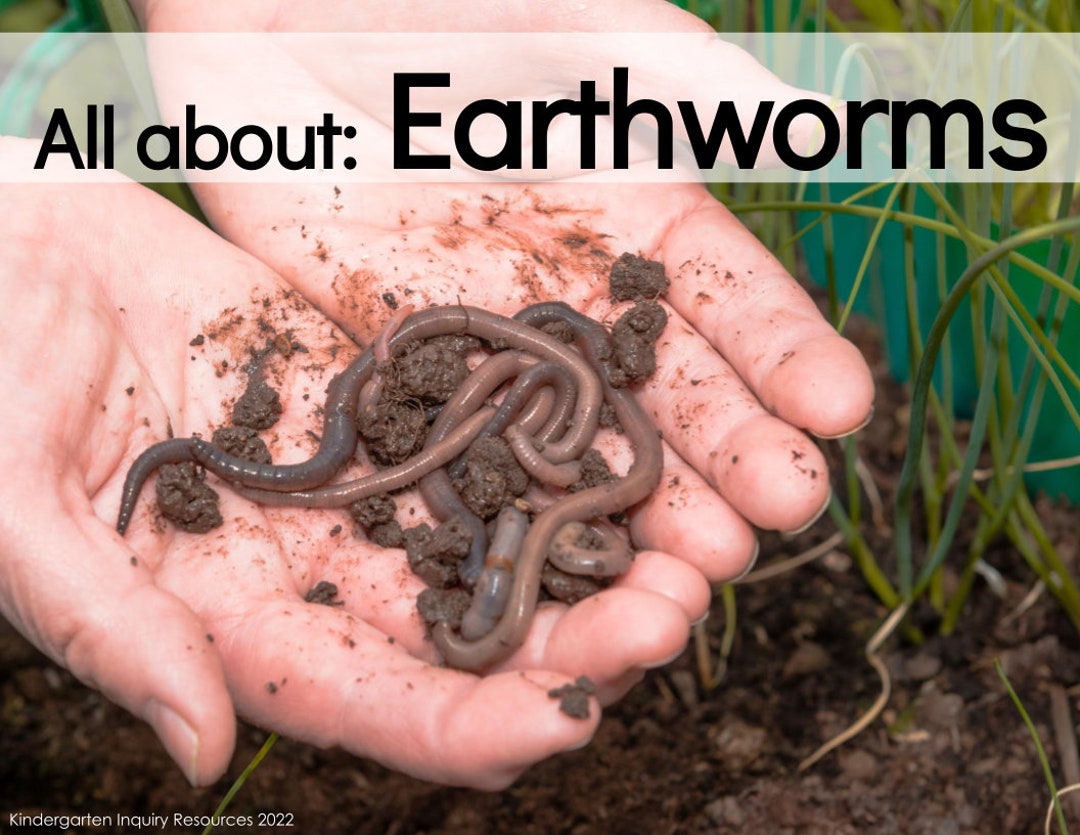 All About Earthworms: Digital Nonfiction Book for Children - Etsy