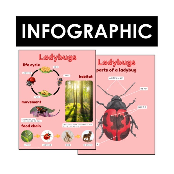 Life Cycle of a Ladybug - Etsy