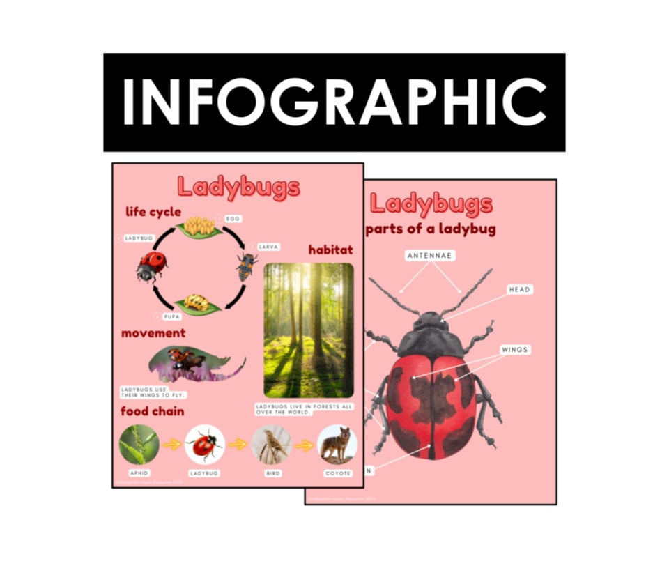 Ladybugs: Life Cycle & More | Early Reader Infographic - Etsy