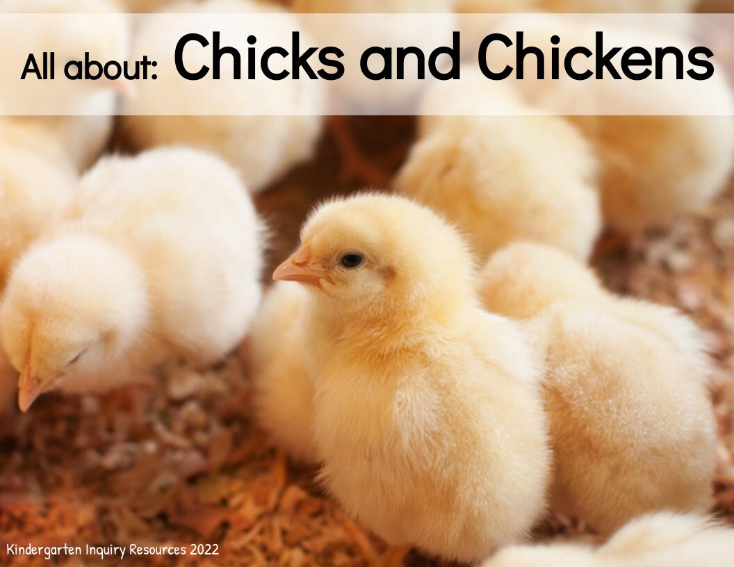 All About Chicks & Chickens: Digital Nonfiction Book for Children - Etsy