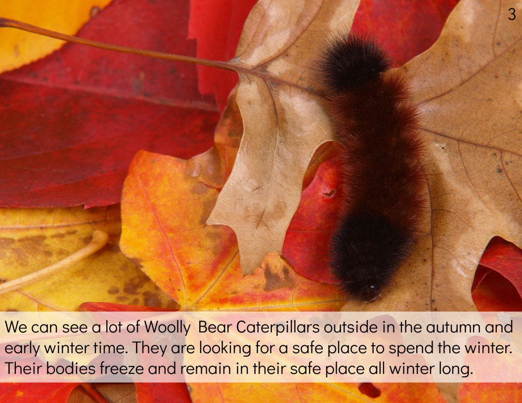 All About Woolly Bear Caterpillars: Digital Nonfiction Book for ...
