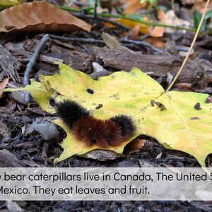 All About Woolly Bear Caterpillars: Digital Nonfiction Book for ...