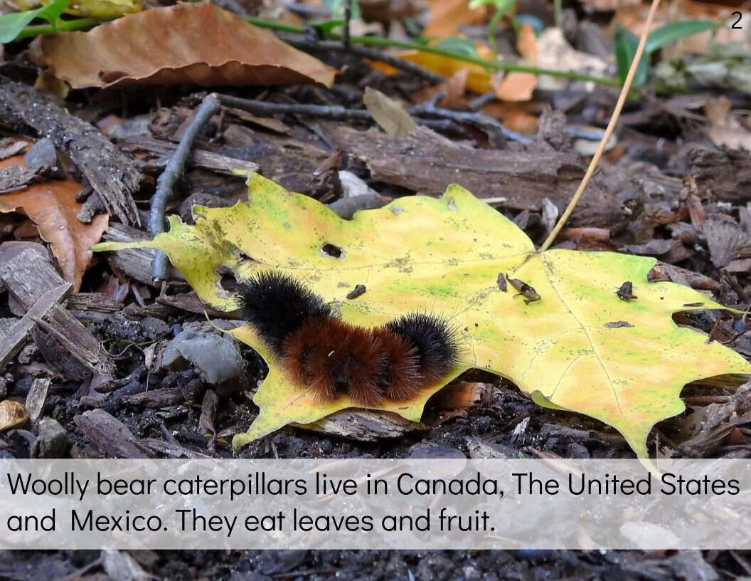All About Woolly Bear Caterpillars: Digital Nonfiction Book for ...