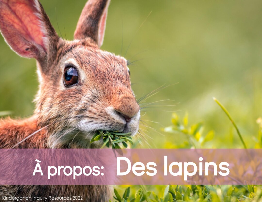 À Propos: Des Lapins | French Digital Nonfiction Book for Children - Etsy