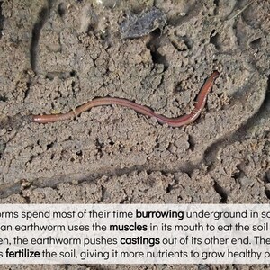 All About Earthworms: Digital Nonfiction Book for Children - Etsy
