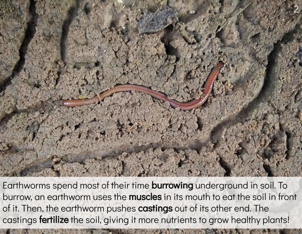 All About Earthworms: Digital Nonfiction Book for Children - Etsy