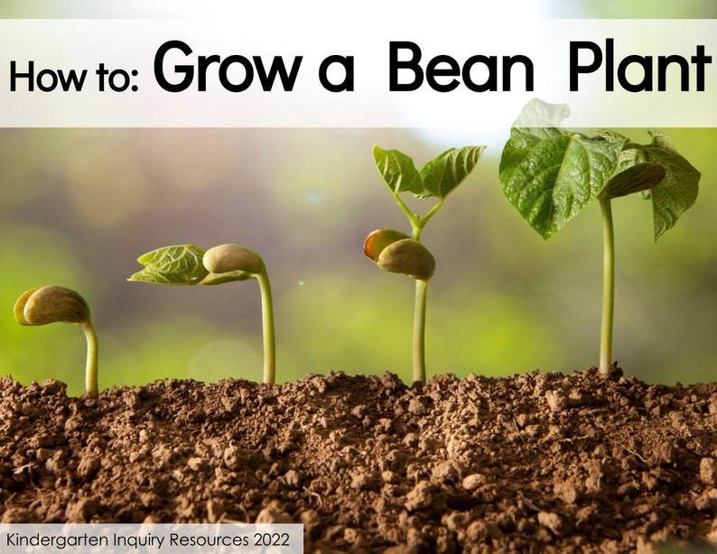 How to Grow a Bean Plant: Digital Nonfiction Book for Children - Etsy