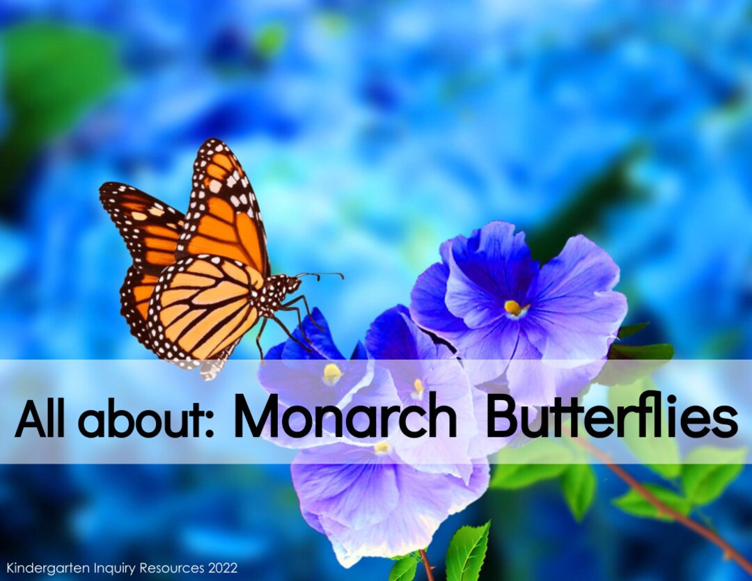 All About Monarch Butterflies: Digital Nonfiction Book for Children - Etsy