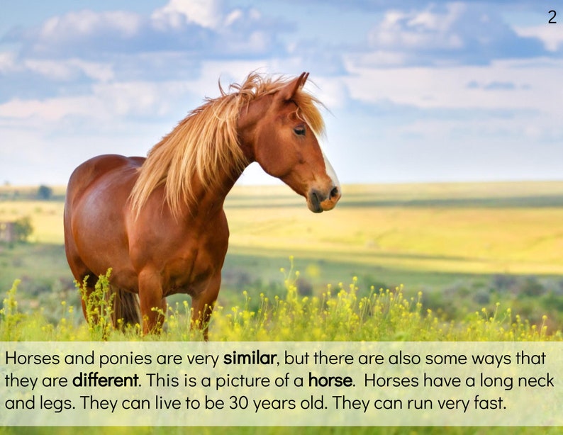 All About Horses & Ponies: Digital Nonfiction Book for - Etsy
