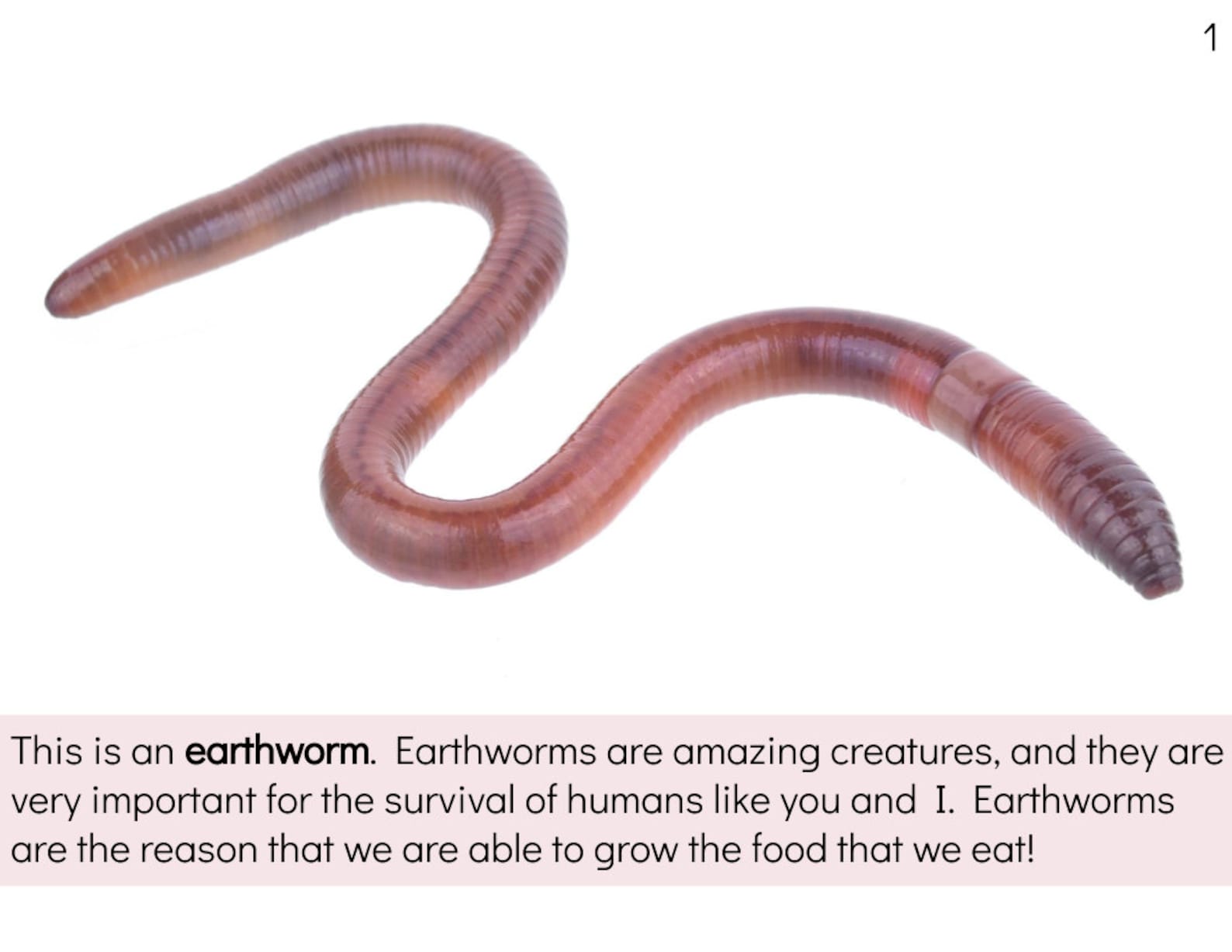 All About Earthworms: Digital Nonfiction Book for Children - Etsy