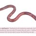 All About Earthworms: Digital Nonfiction Book for Children - Etsy