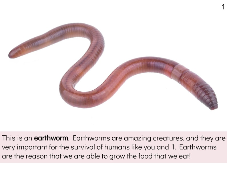 All About Earthworms: Digital Nonfiction Book for Children - Etsy