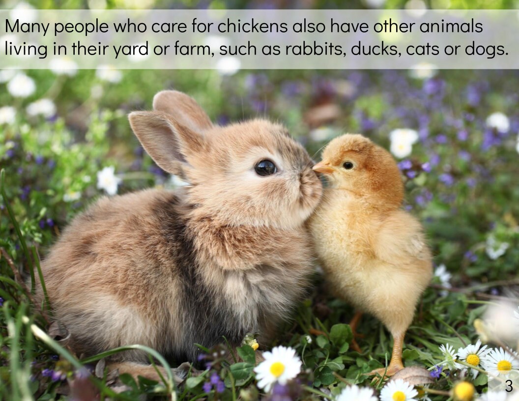 All About Chicks & Chickens: Digital Nonfiction Book for Children - Etsy