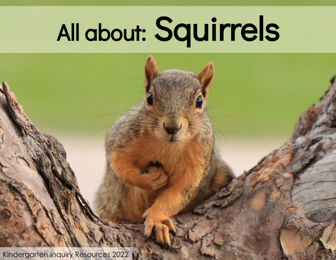 All About Squirrels: Digital Nonfiction Book for Children - Etsy