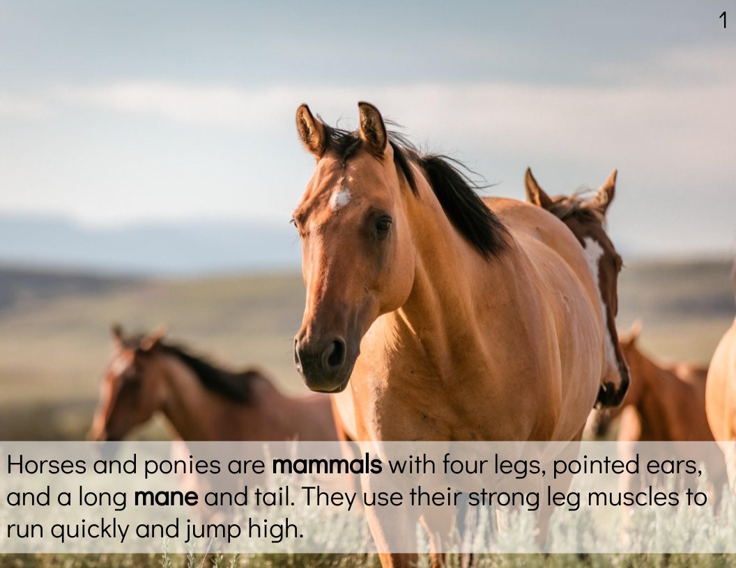 All About Horses & Ponies: Digital Nonfiction Book for Children - Etsy