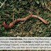 All About Earthworms: Digital Nonfiction Book for Children - Etsy