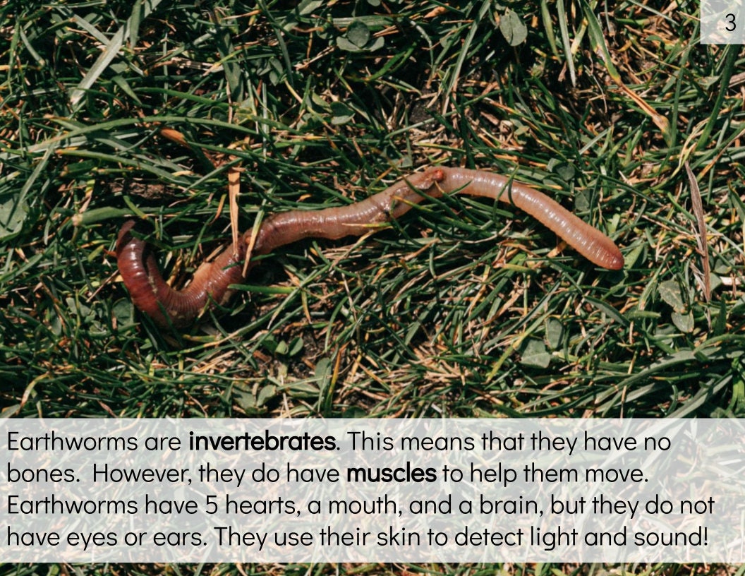 All About Earthworms: Digital Nonfiction Book for Children - Etsy