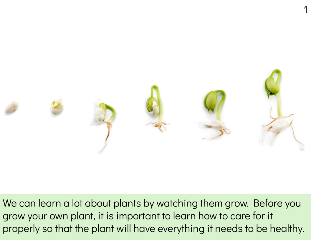 How to Grow a Bean Plant: Digital Nonfiction Book for Children - Etsy