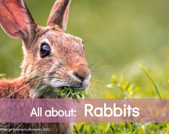 All About Woolly Bear Caterpillars: Digital Nonfiction Book for ...