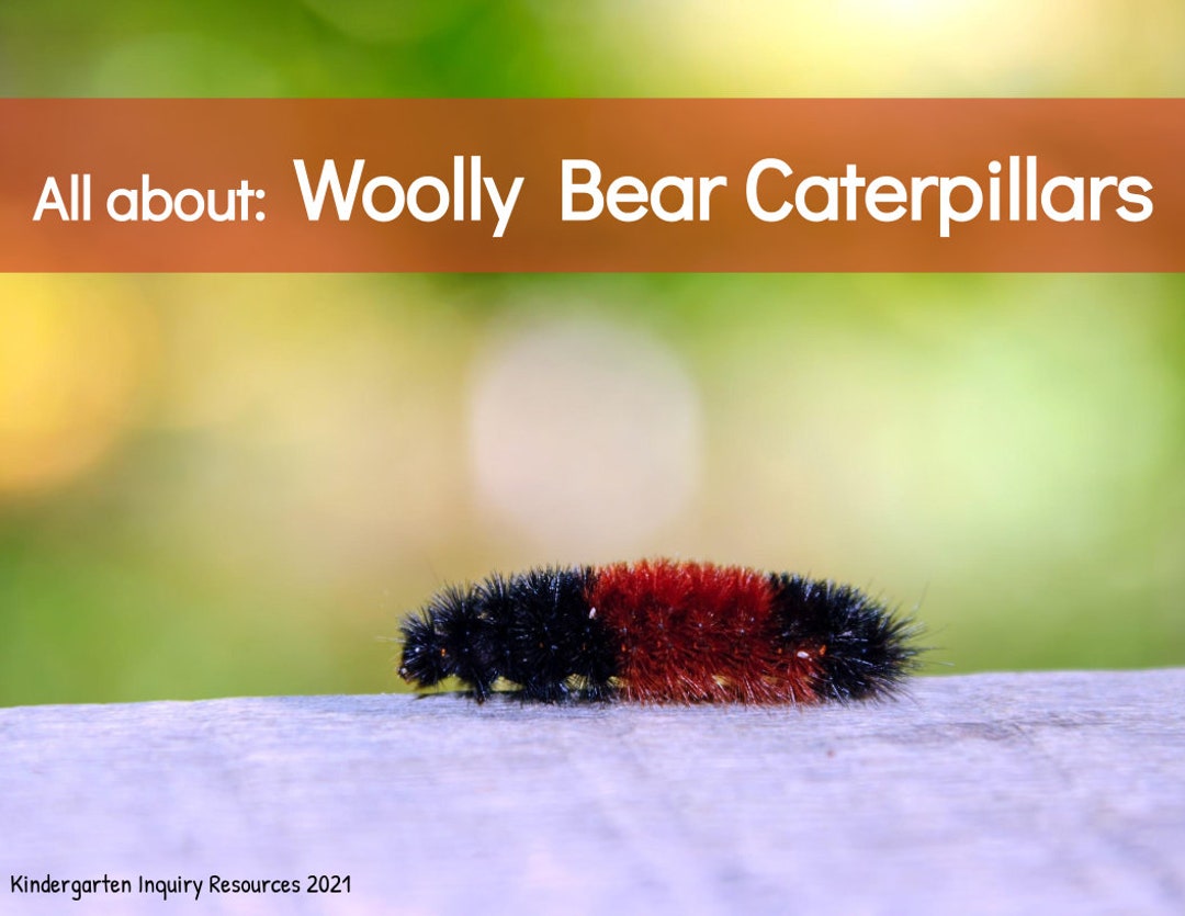 All About Woolly Bear Caterpillars: Digital Nonfiction Book for ...