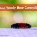 All About Woolly Bear Caterpillars: Digital Nonfiction Book for ...