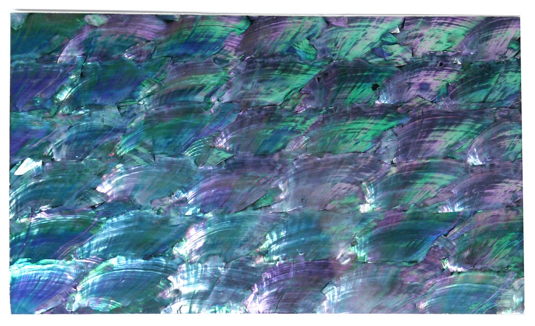 Donkey Ear Prism Shell Shiny Painted Surface Flexible/flat Black Base ...