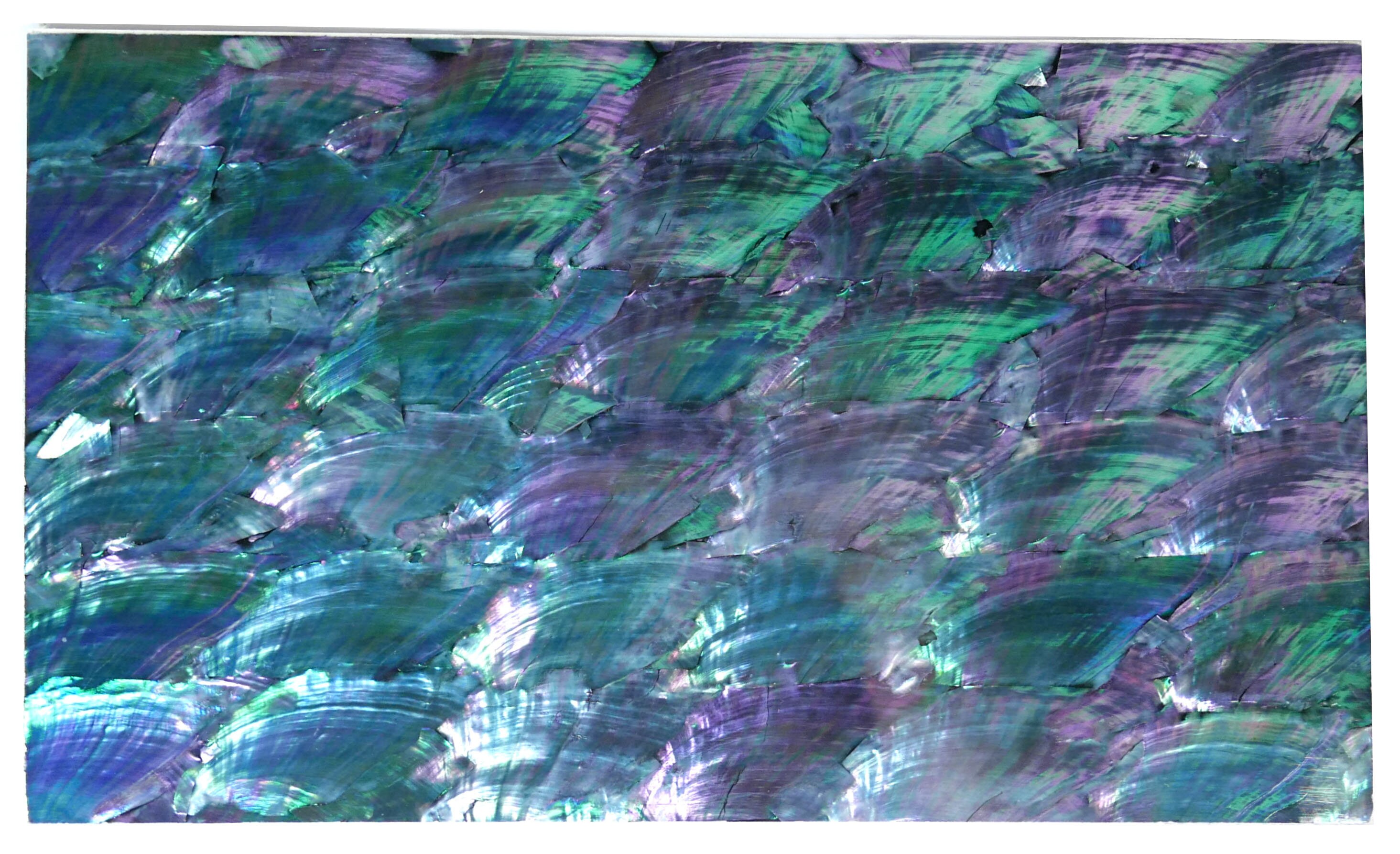 Donkey Ear Prism Shell Shiny Painted Surface Flexible/flat Black Base ...