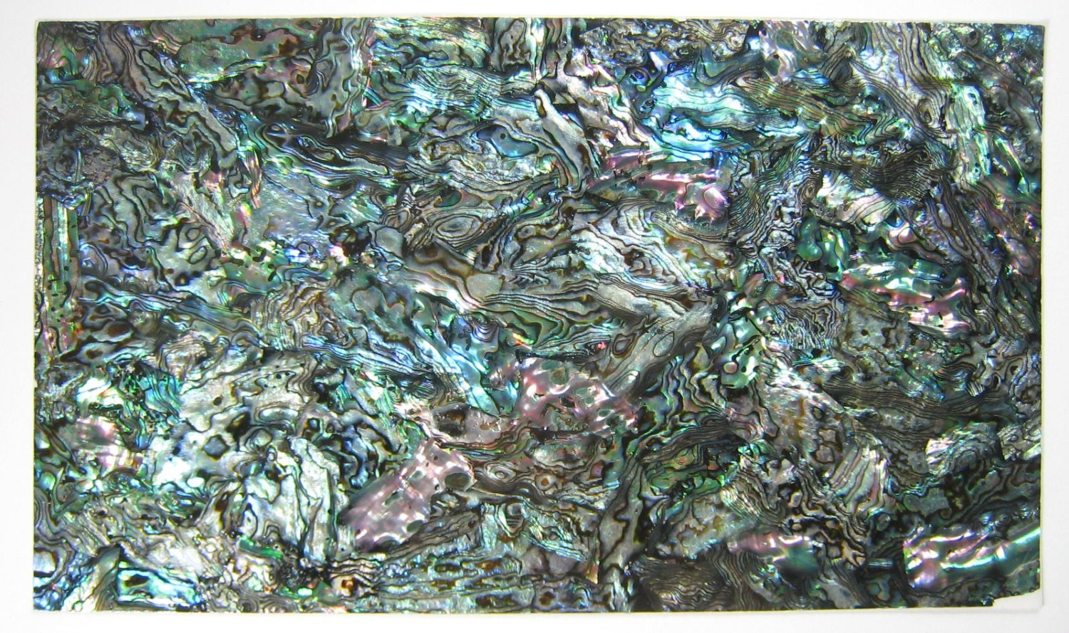 Dragon Green Paua Shiny Painted Surface Flexible/flat Black Base Double ...