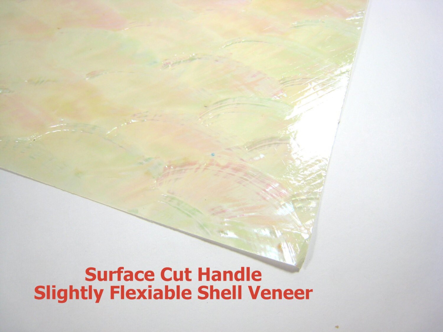 Donkey Ear Shell Shiny Painted Surface Flexible/flat Double-sided ...