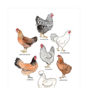 Poster of Hens | Illustration of Hen | Chicken | Farm Animals ...